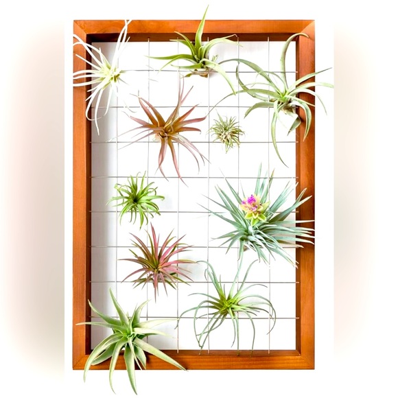 Other | Nib Naturecore Boho Rustic Wood Air Plant Or Photograph Display ...